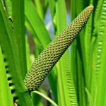 Jamarosa Essential Oil | Moksha Lifestyle Products