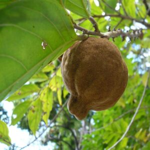 Jamarosa Oil – Moksha Lifestyle Products