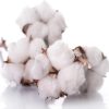 Clean Cotton Fragrance Oil | Moksha Lifestyle Products