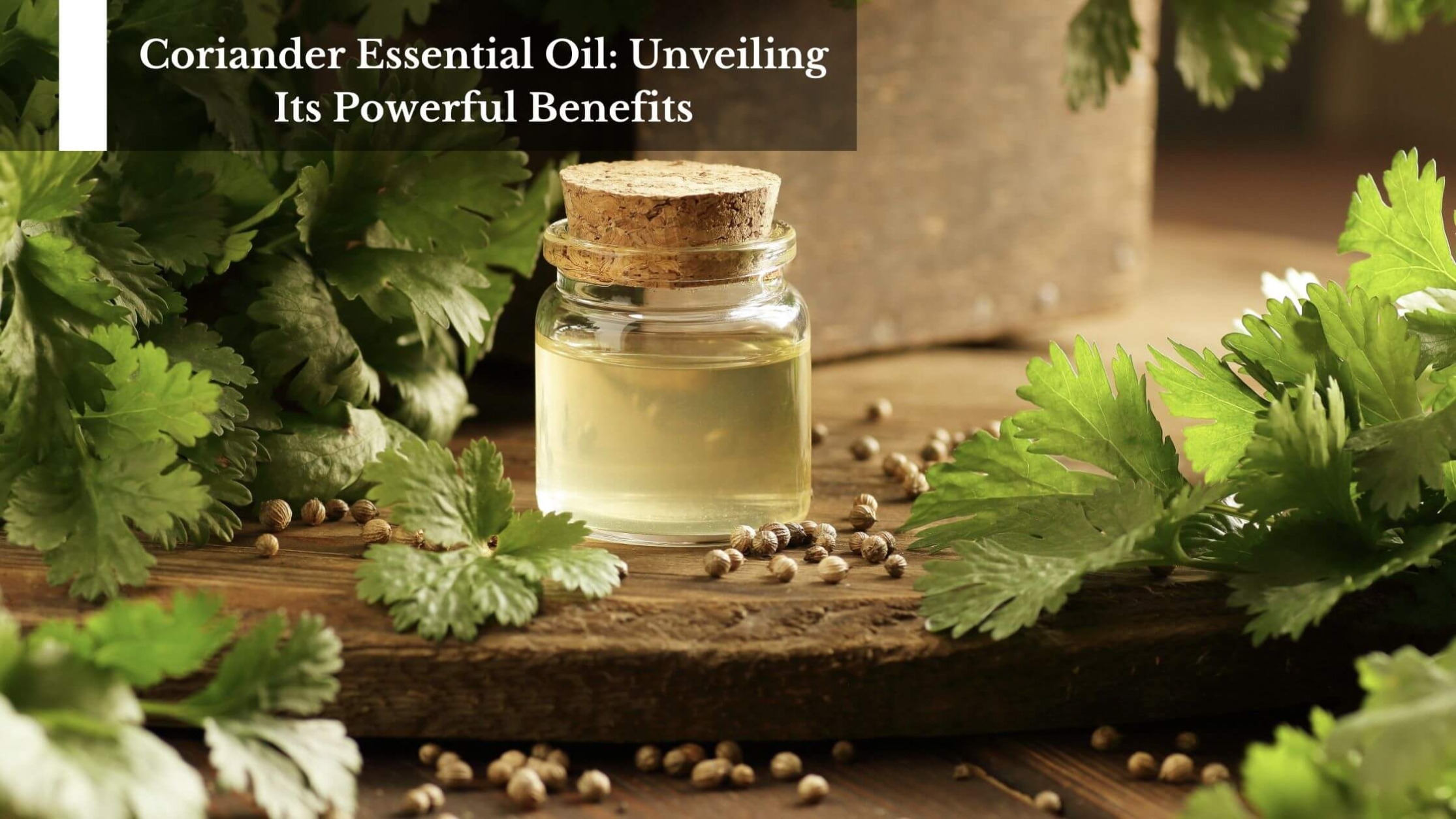 Coriander Essential Oil: Unveiling Its Powerful Benefits