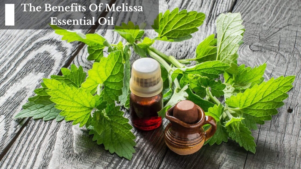 The Benefits Of Melissa Essential Oil