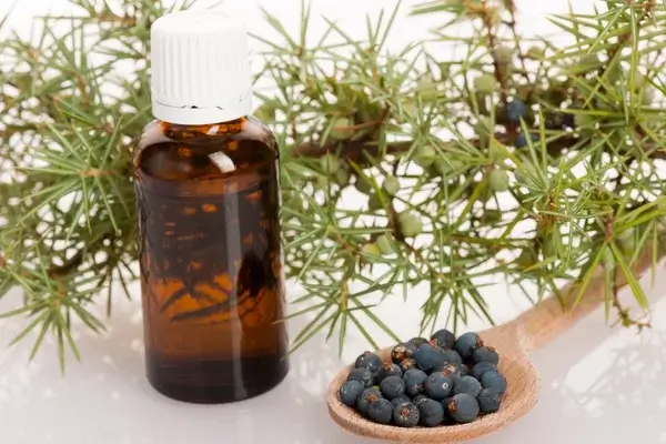 Unlocking The Secrets: Juniper Berry Essential Oil Benefits