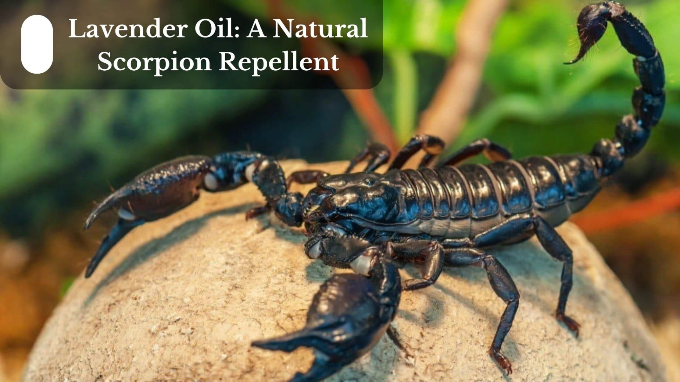 Lavender Oil: A Natural Scorpion Repellent
