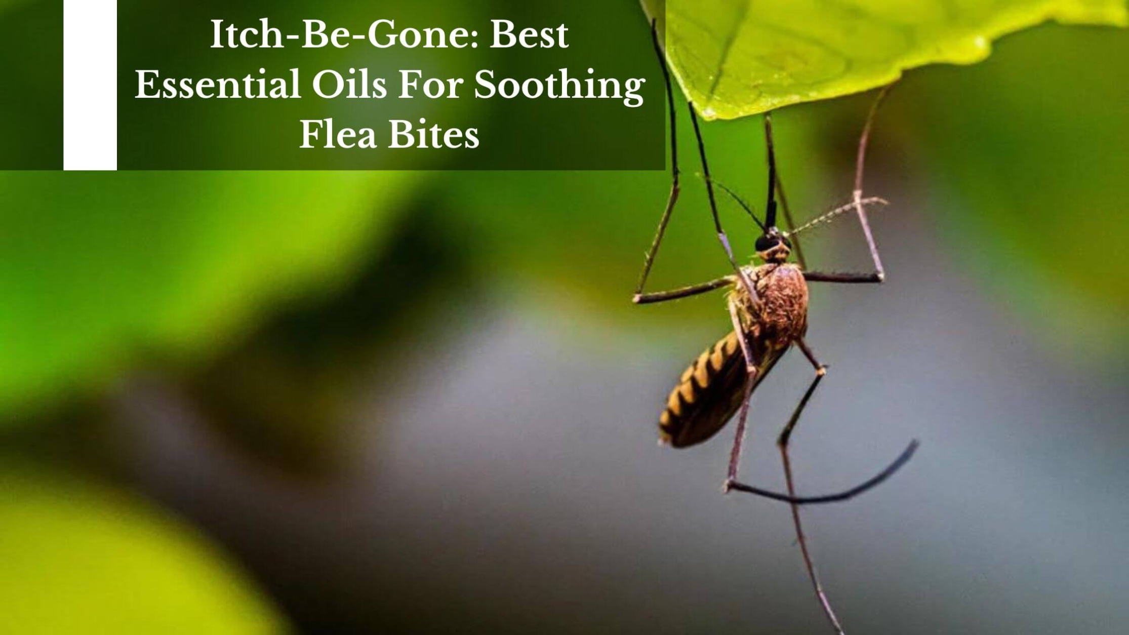 Itch-Be-Gone: Best Essential Oils For Soothing Flea Bites