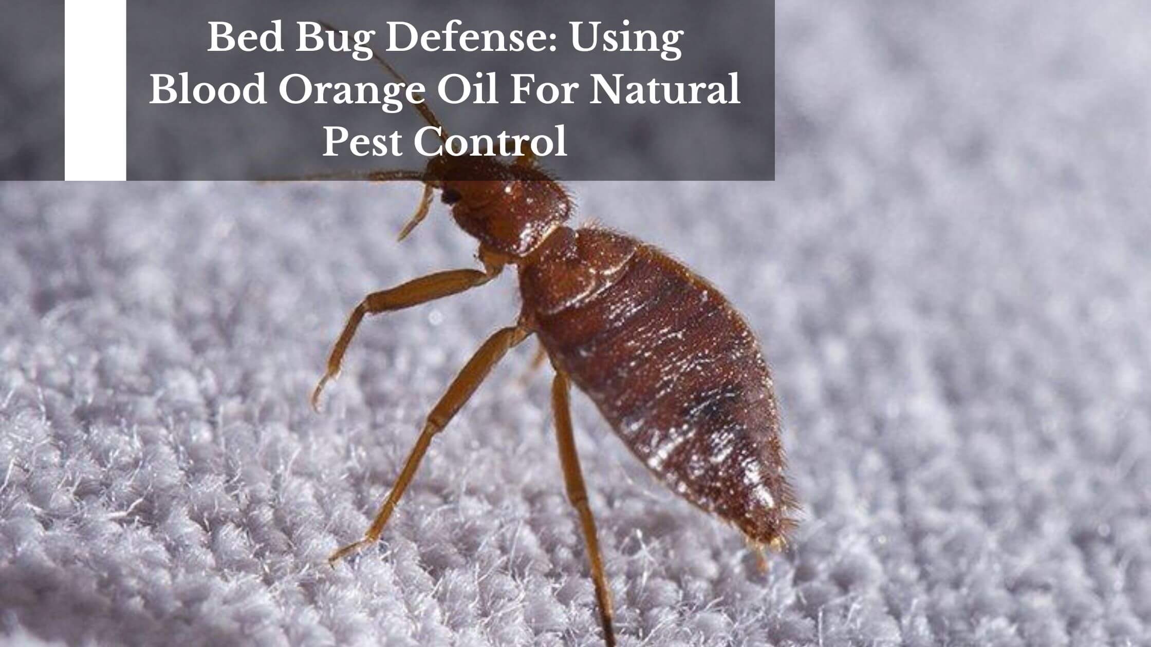 Bed Bug Defense: Using Blood Orange Oil For Natural Pest Control