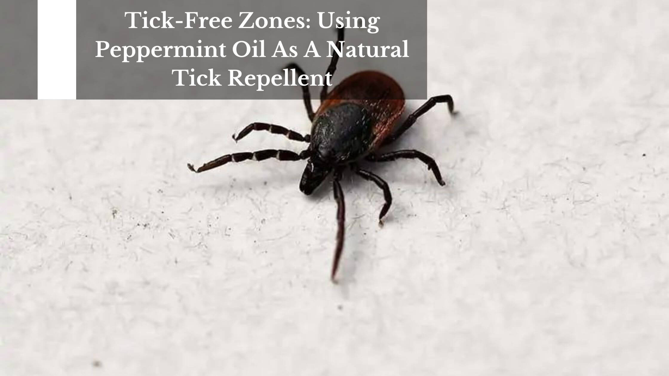 Tick-Free Zones: Using Peppermint Oil As A Natural Tick Repellent