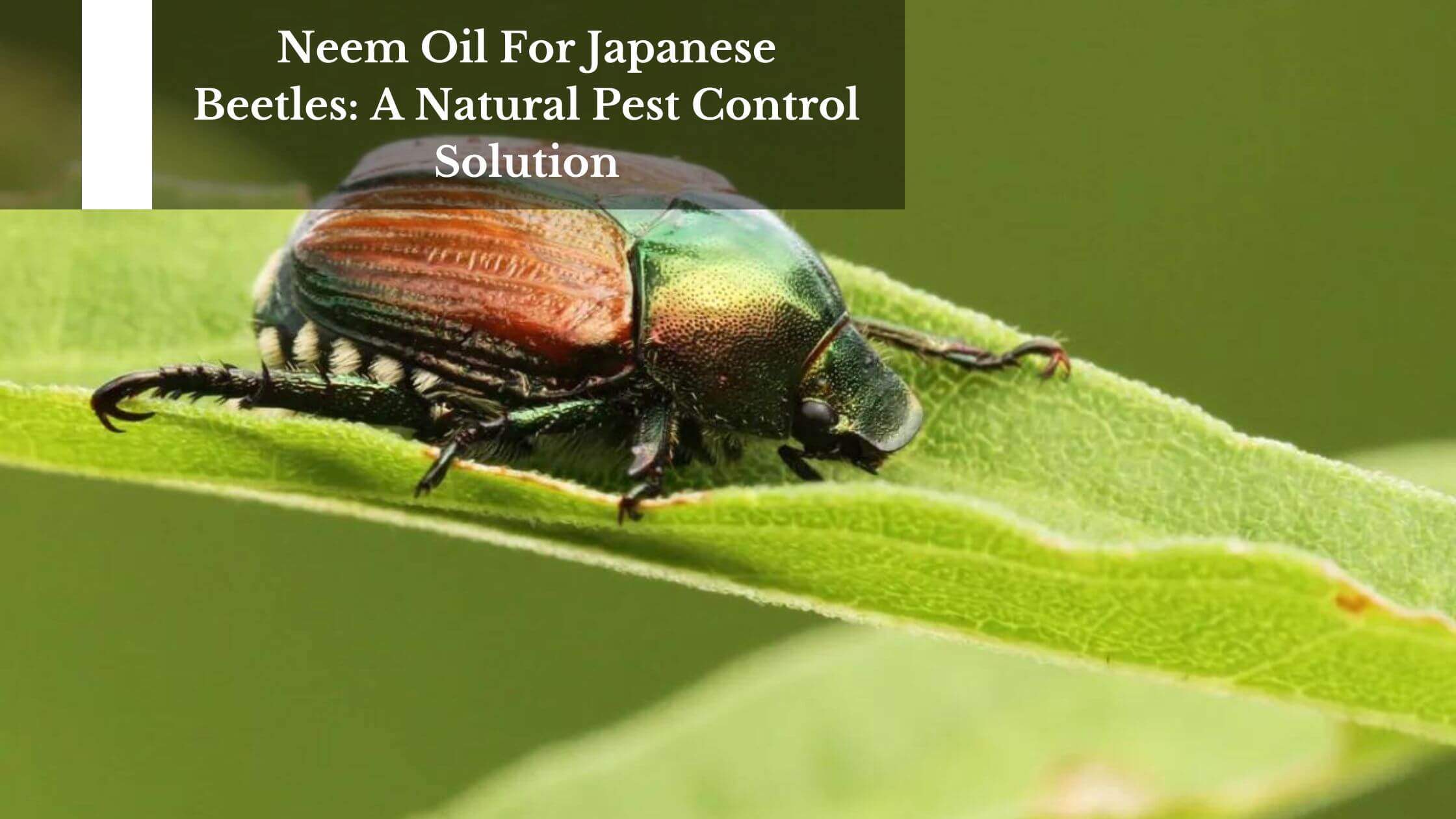 Japanese Beetle Control