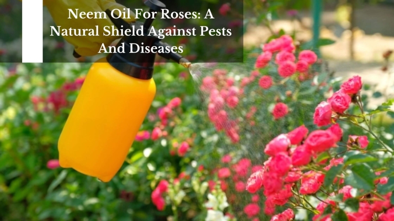 Neem Oil For Roses: A Natural Shield Against Pests And Diseases