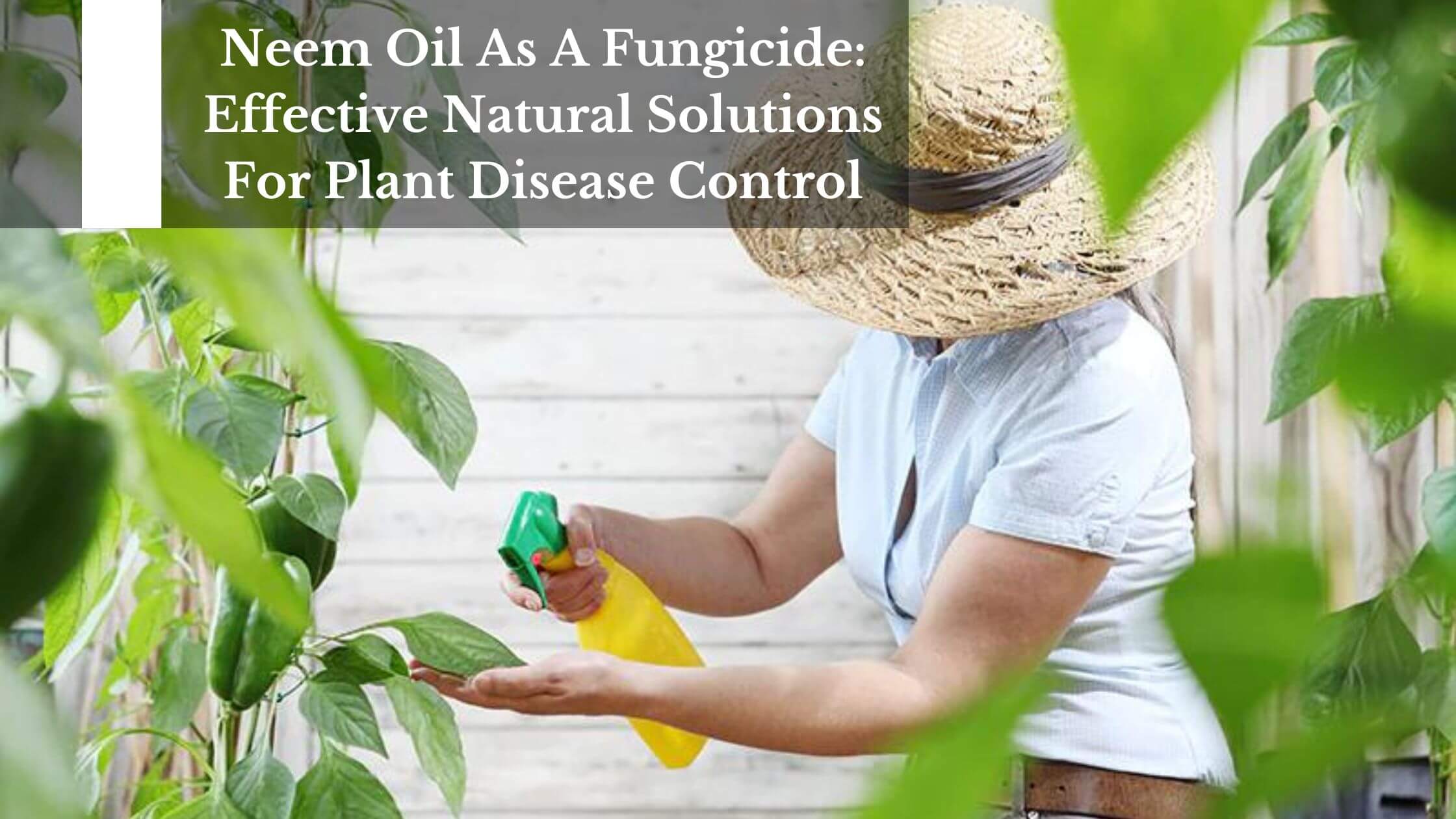 Neem Oil As A Fungicide: Effective Natural Solutions For Plant Disease ...