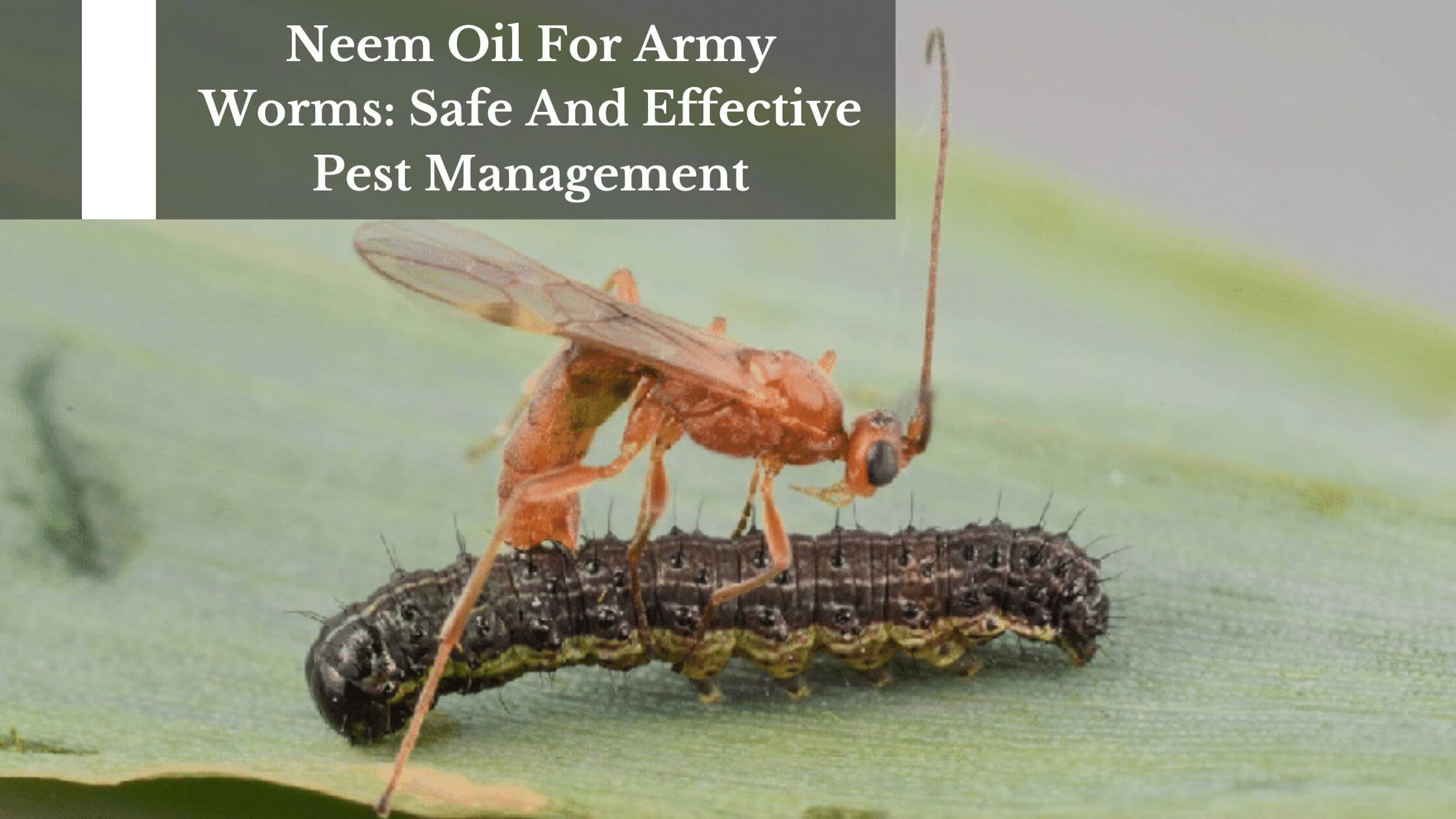 Neem Oil For Army Worms: Safe And Effective Pest Management